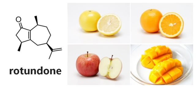 学会発表・論文｜長谷川香料株式会社